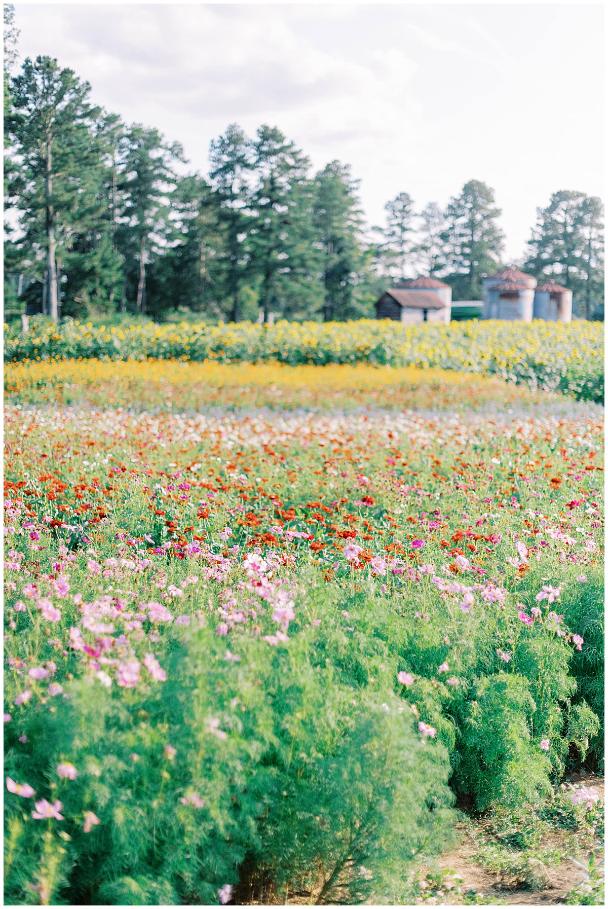 RVA Family Photos Flower Farm - beatificvisionsphotography.com